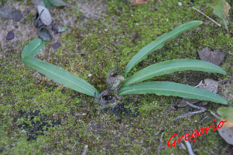 Ambrosina bassii / Ambrosina di Bassi , Natura Mediterraneo | Forum ...