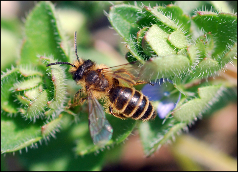 vespina occhiuta e pelosetta da ident , Natura Mediterraneo | Forum ...