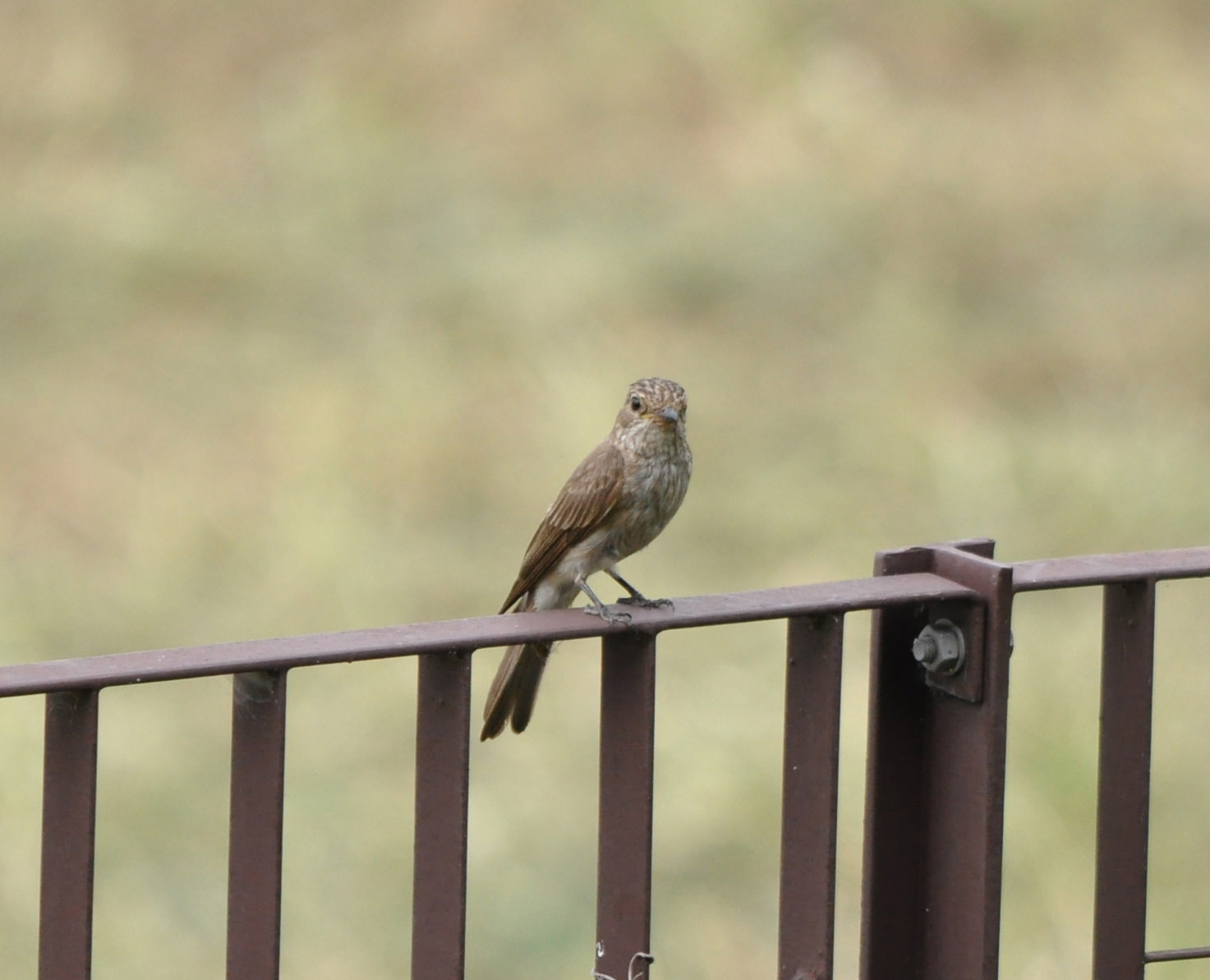 uccellino da identificare , Natura Mediterraneo | Forum Naturalistico