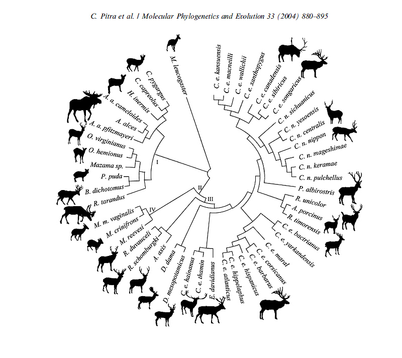 Cervo sardo , Natura Mediterraneo | Forum Naturalistico