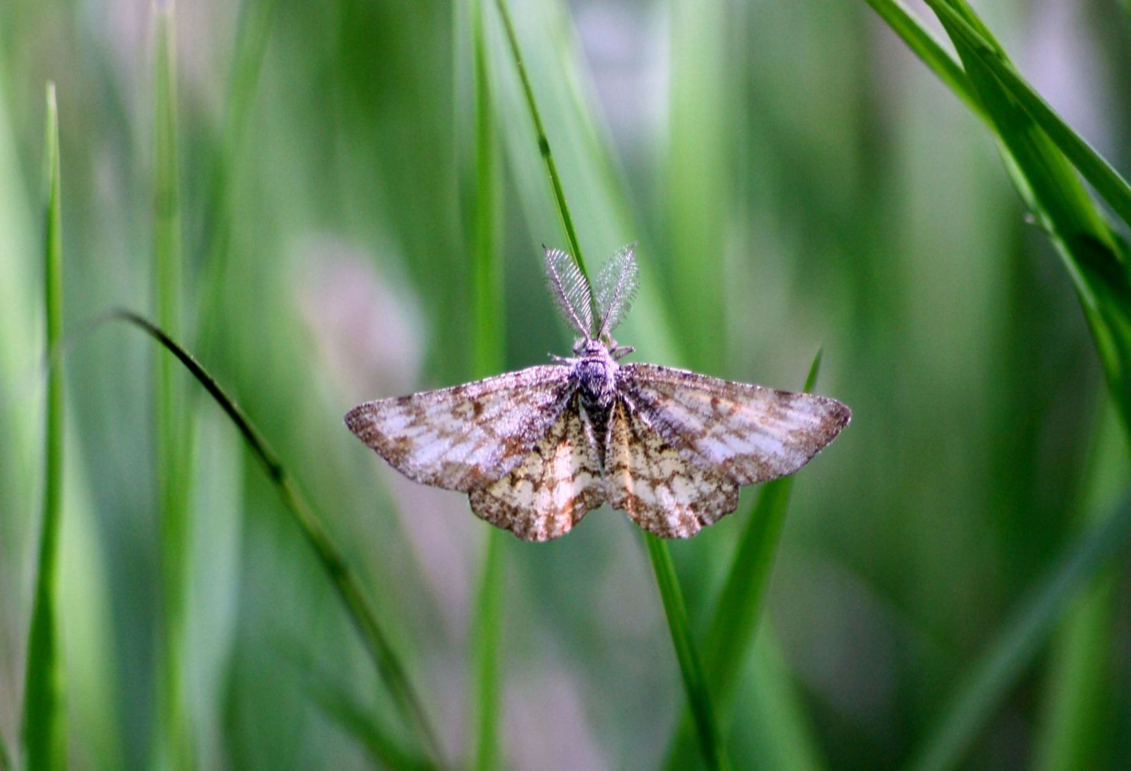 identificazione lepidotteri , Natura Mediterraneo | Forum Naturalistico