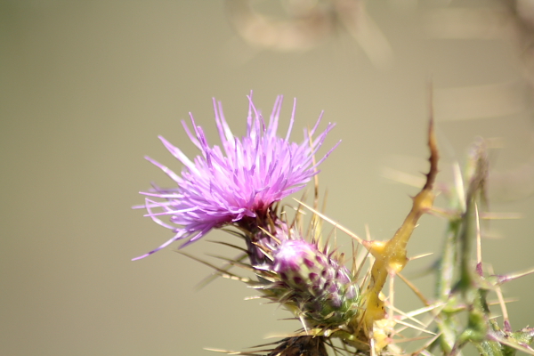 Carduus sp. , Natura Mediterraneo | Forum Naturalistico