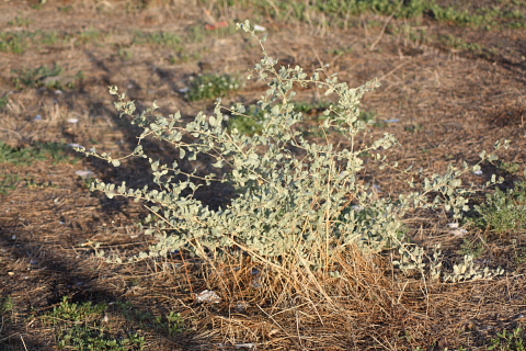 Atriplex sp. , Natura Mediterraneo | Forum Naturalistico