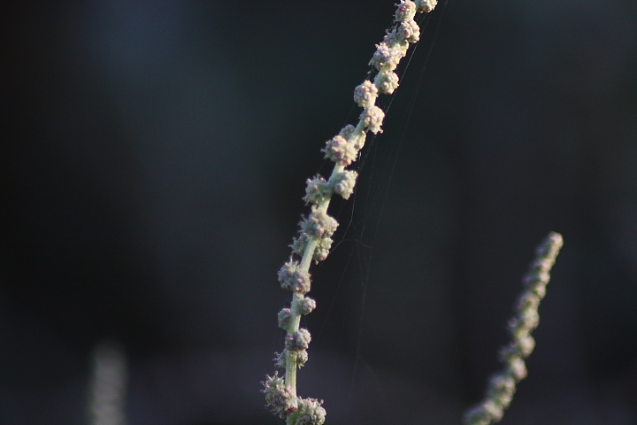 Atriplex sp. , Natura Mediterraneo | Forum Naturalistico