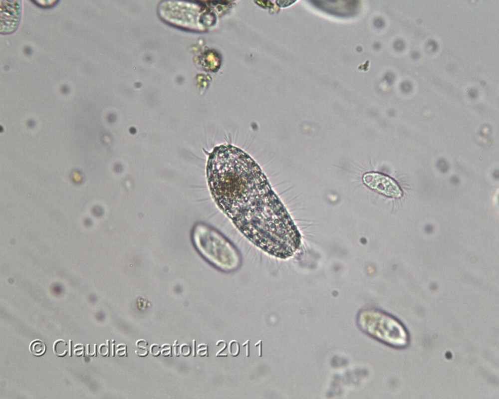 Coleps sp , Natura Mediterraneo | Forum Naturalistico