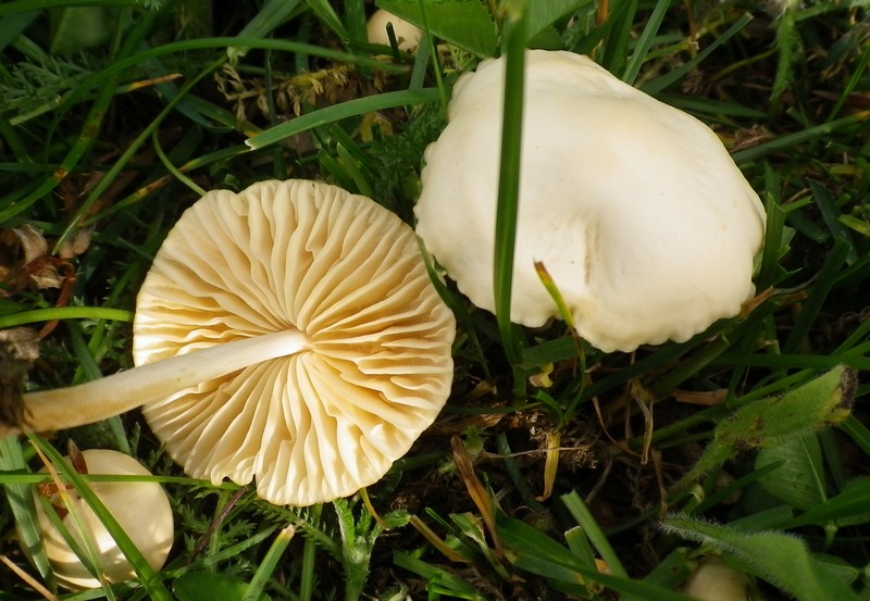 Marasmius collinus però... , Natura Mediterraneo | Forum Naturalistico