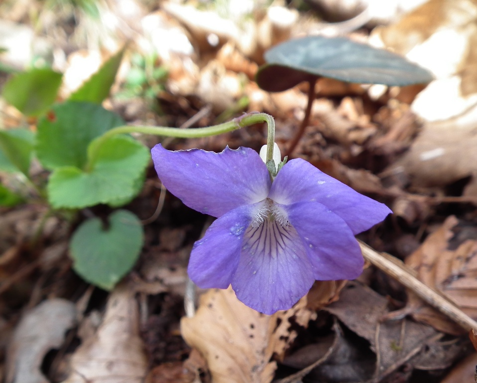 Viola riviniana Rchb. / Viola di Rivinus , Natura Mediterraneo | Forum ...