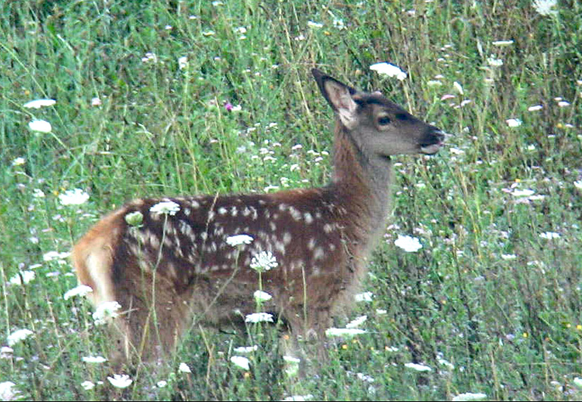 PASSIONE PER IL CERVO , Natura Mediterraneo | Forum Naturalistico