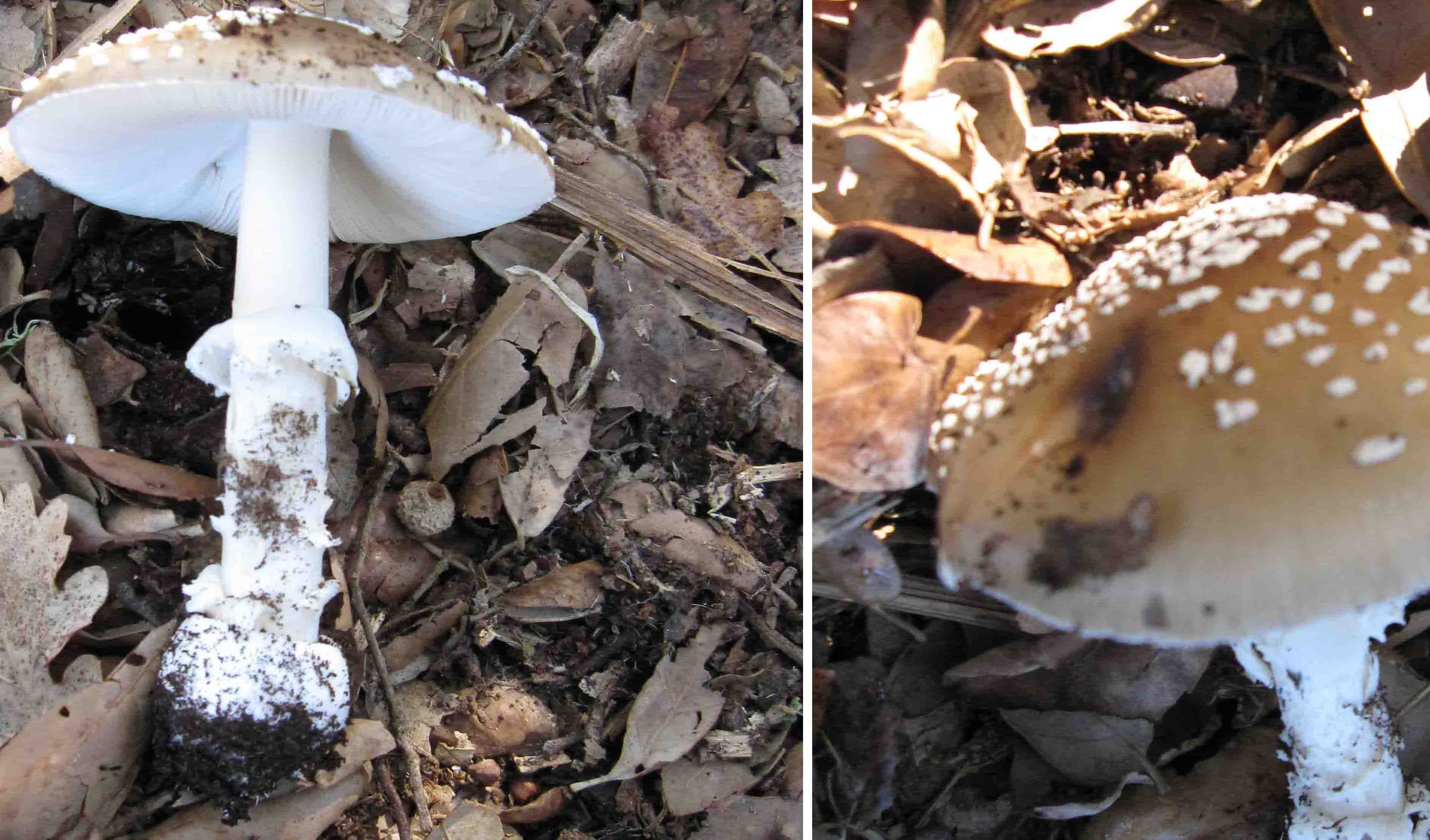 tre funghi , Natura Mediterraneo | Forum Naturalistico