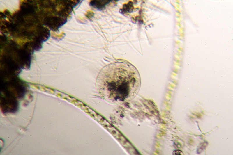 askenasia sp?? , Natura Mediterraneo | Forum Naturalistico