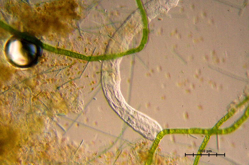 Chaetogaster sp. , Natura Mediterraneo | Forum Naturalistico