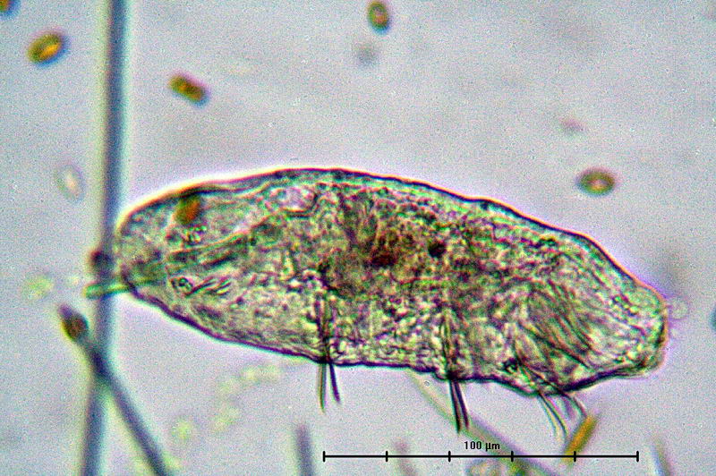 Chaetogaster sp. , Natura Mediterraneo | Forum Naturalistico