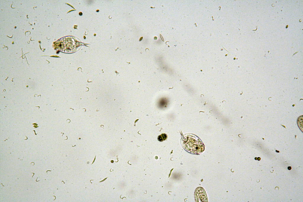 lecane , Natura Mediterraneo | Forum Naturalistico