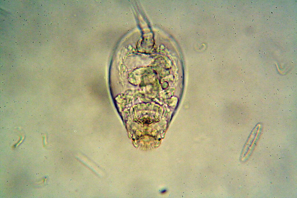 lecane , Natura Mediterraneo | Forum Naturalistico