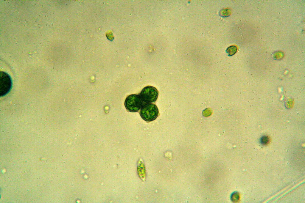 Tetraspora? , Natura Mediterraneo | Forum Naturalistico