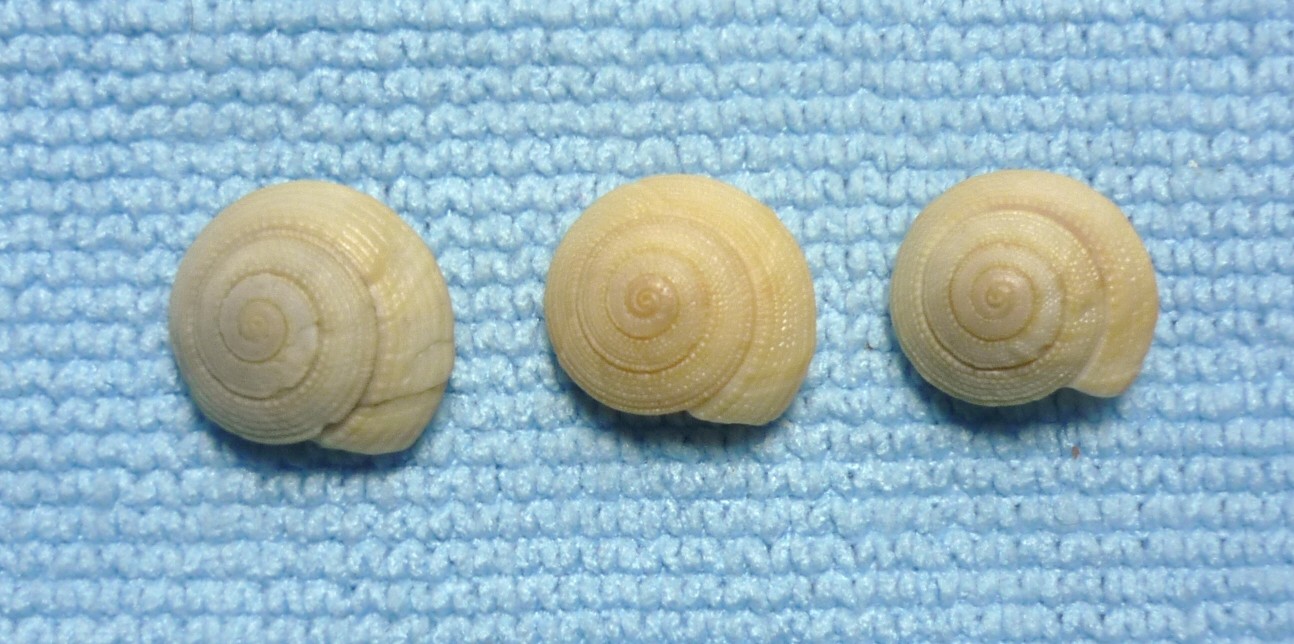 Heliacus fallaciosus , Natura Mediterraneo | Forum Naturalistico
