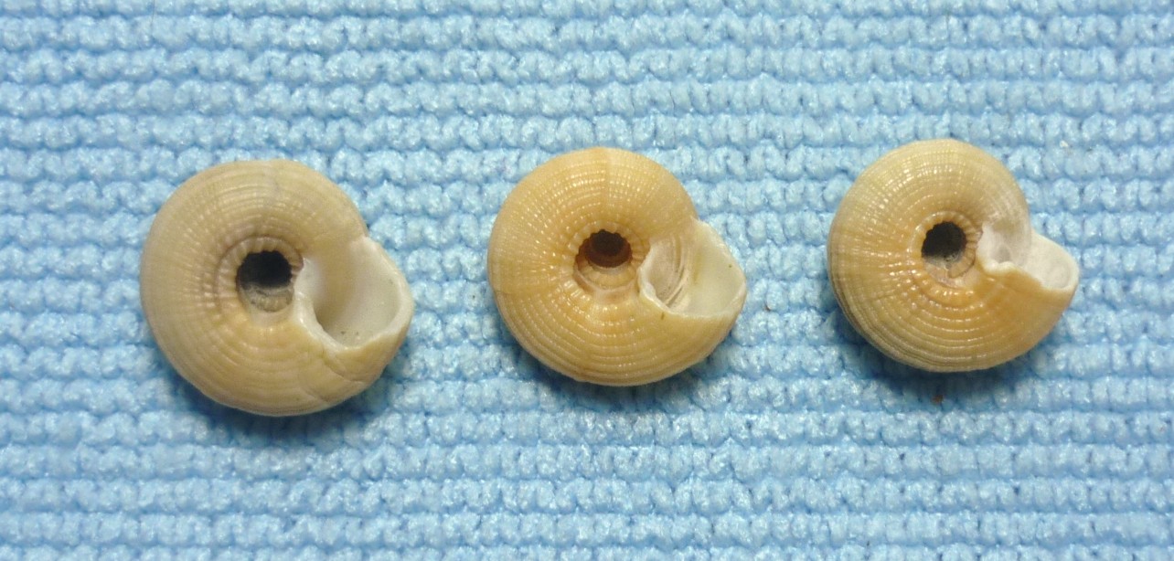 Heliacus fallaciosus , Natura Mediterraneo | Forum Naturalistico