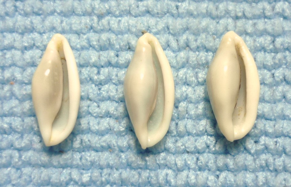 Simnia spelta , Natura Mediterraneo | Forum Naturalistico