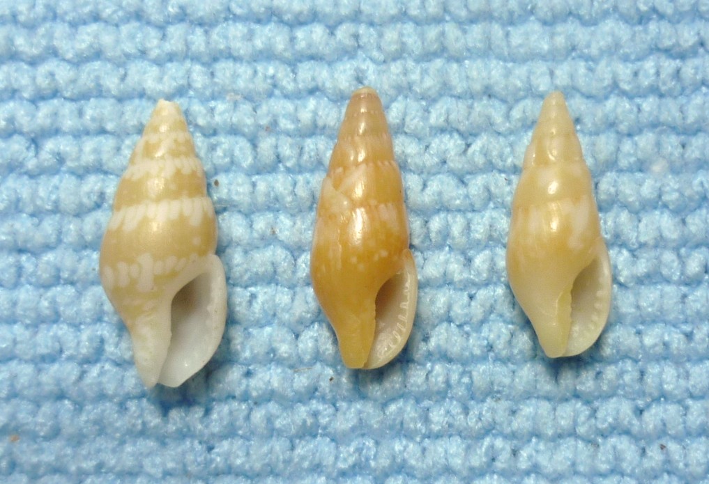 Mitrella? , Natura Mediterraneo | Forum Naturalistico