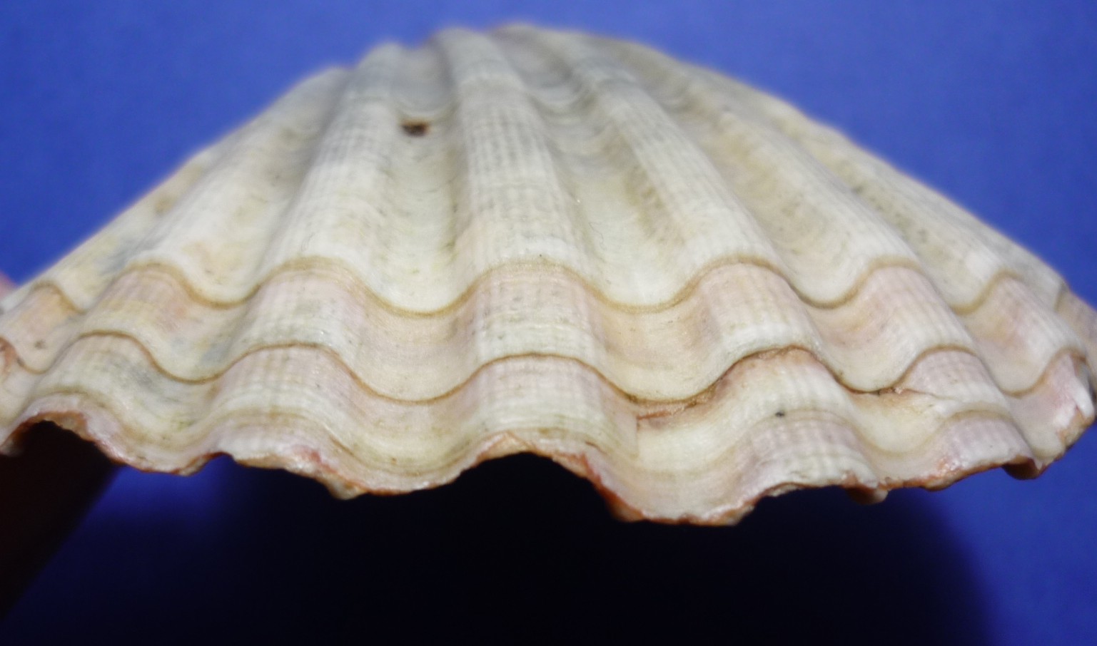 Pecten maximus , Natura Mediterraneo | Forum Naturalistico
