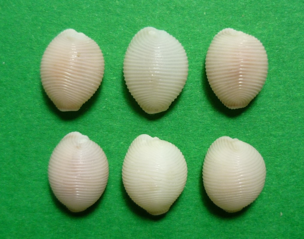 Trivia multilirata , Natura Mediterraneo | Forum Naturalistico