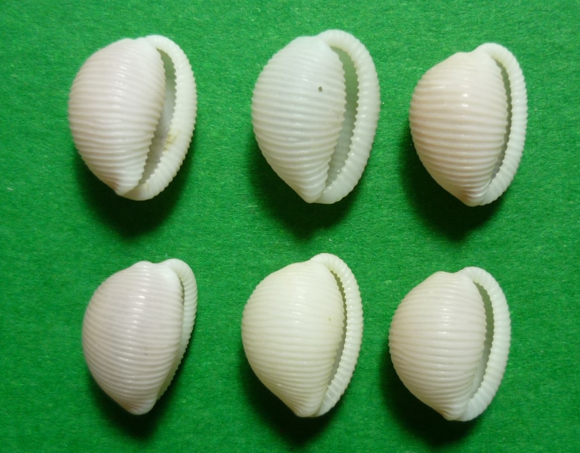 Trivia multilirata , Natura Mediterraneo | Forum Naturalistico