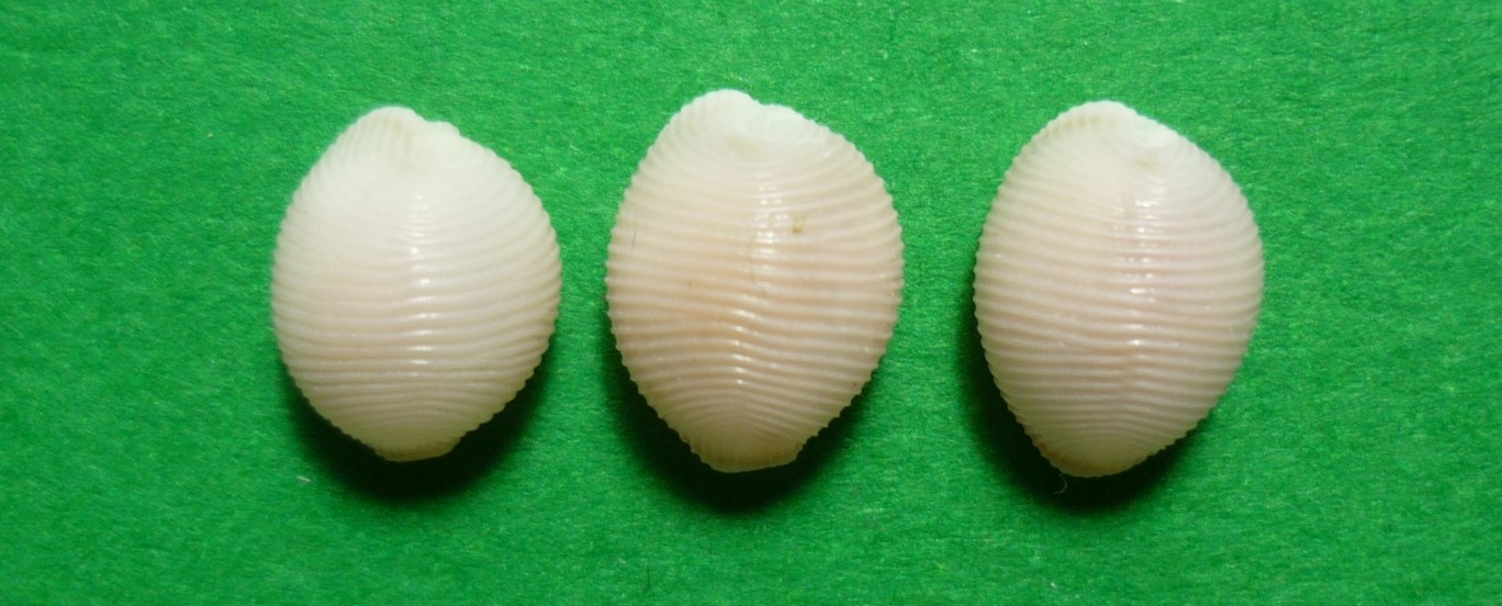 Trivia multilirata , Natura Mediterraneo | Forum Naturalistico