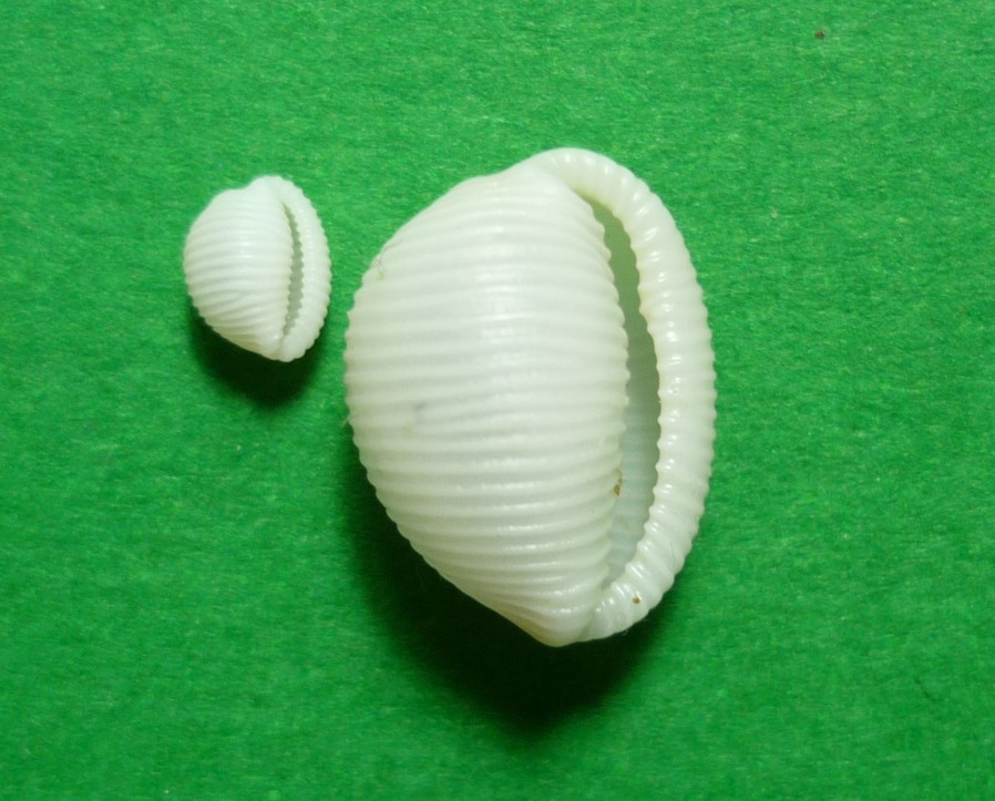 Trivia multilirata , Natura Mediterraneo | Forum Naturalistico