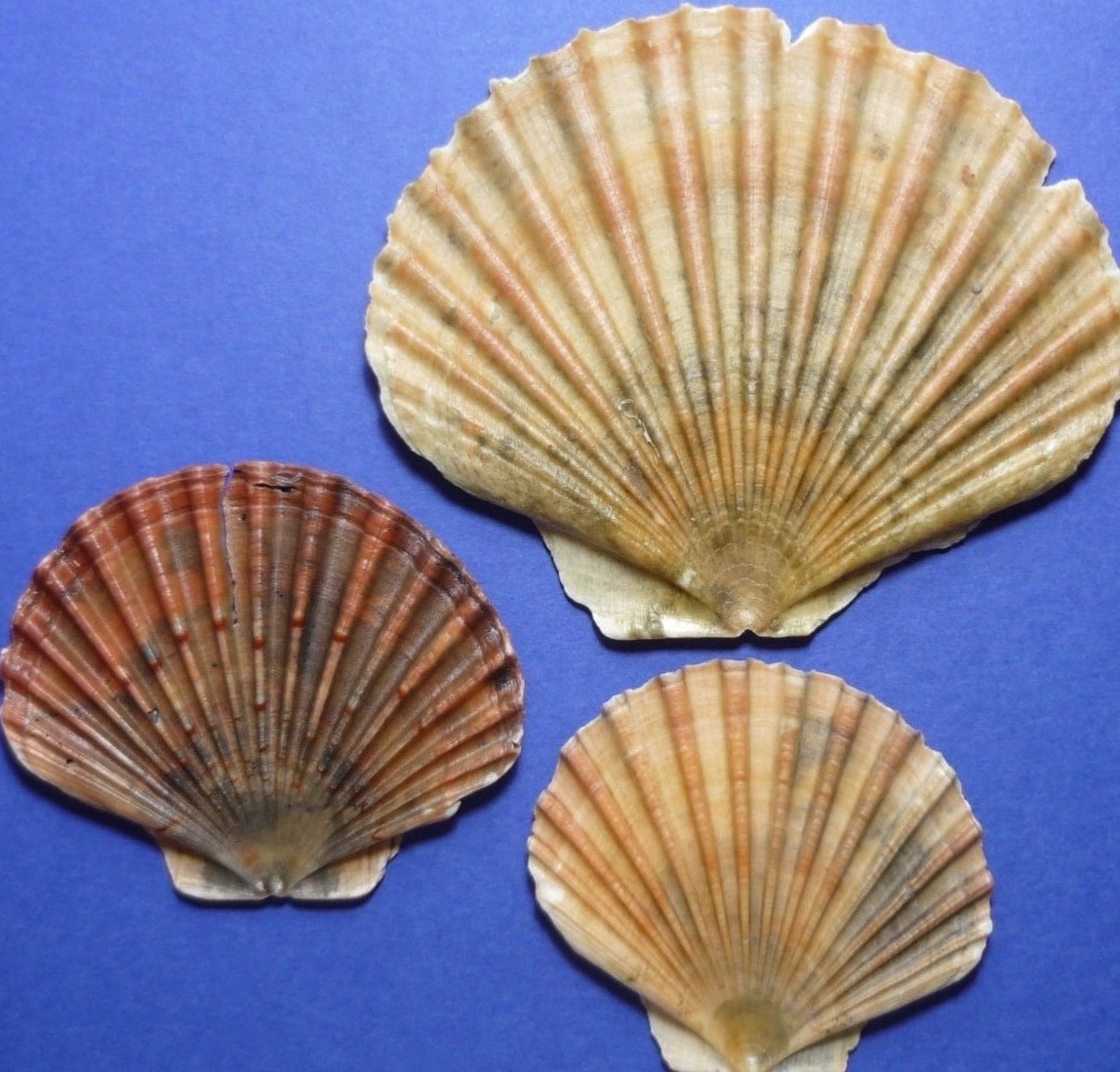 Pecten jacobeus , Natura Mediterraneo | Forum Naturalistico