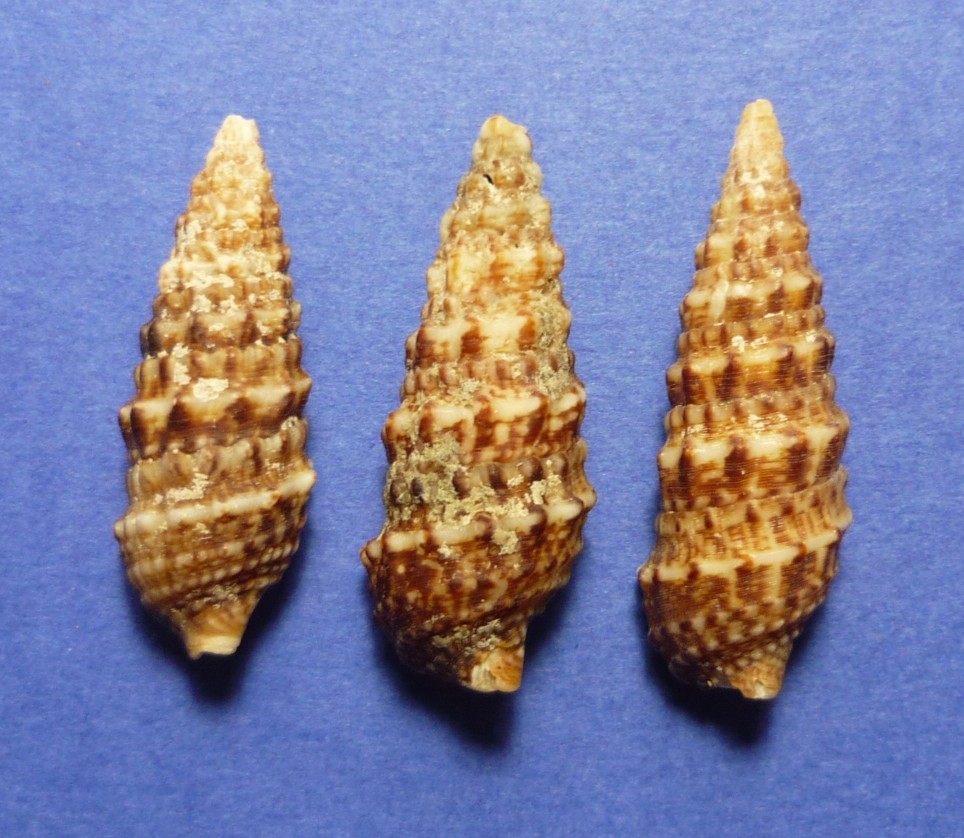 Cerithium vulgatum , Natura Mediterraneo | Forum Naturalistico