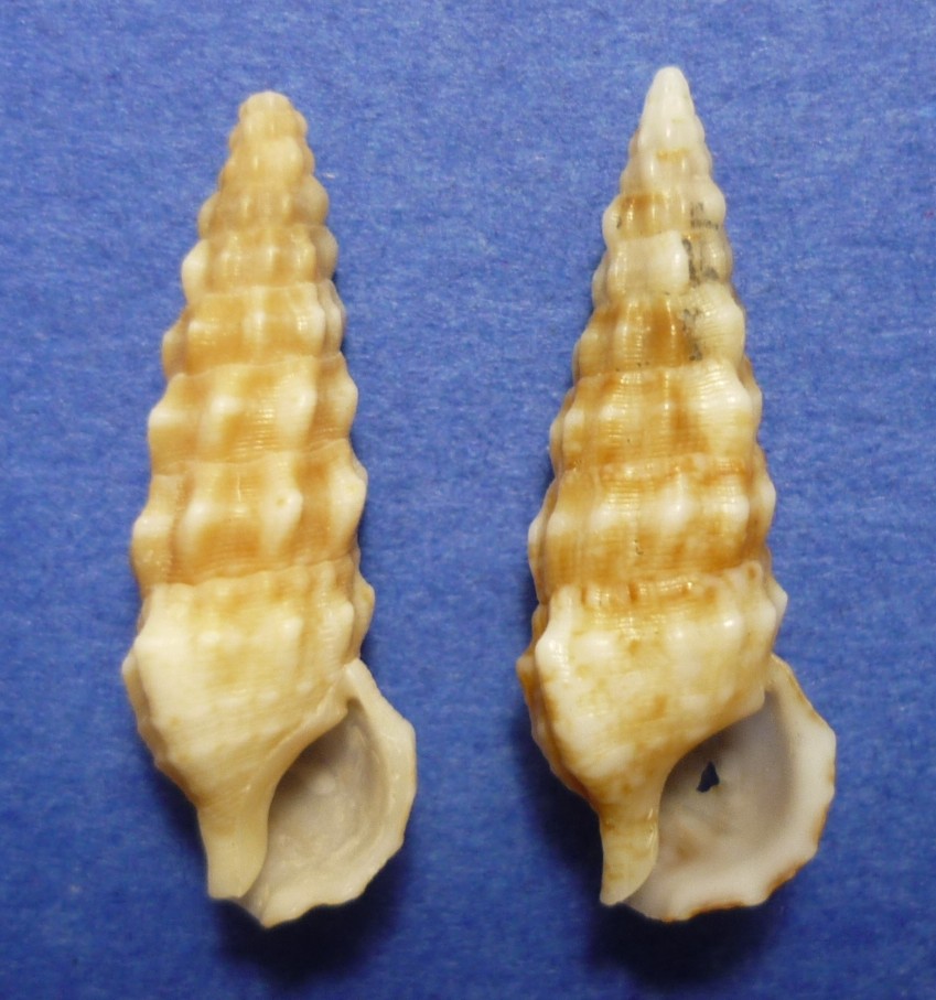 Cerithium vulgatum , Natura Mediterraneo | Forum Naturalistico