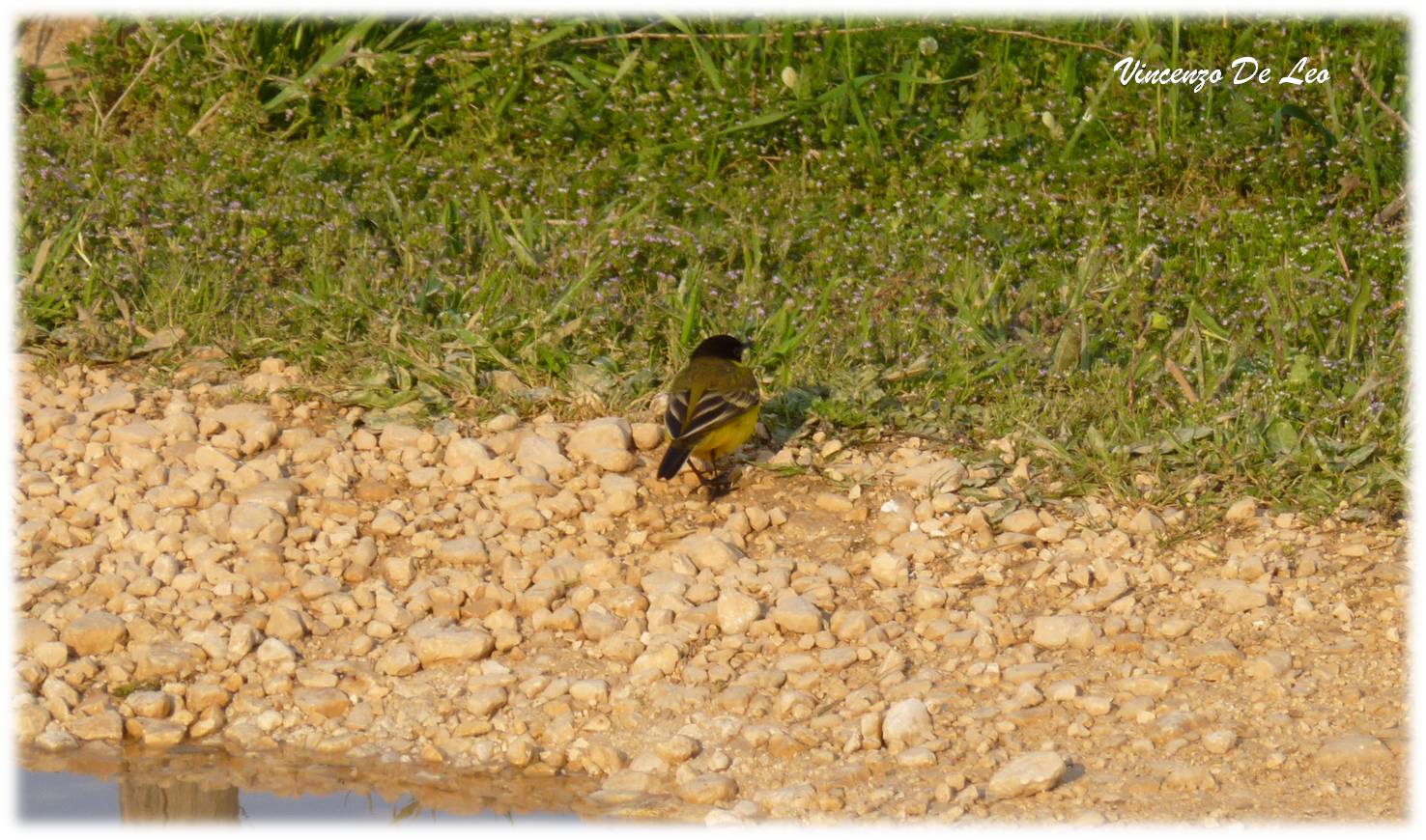 id , Natura Mediterraneo | Forum Naturalistico