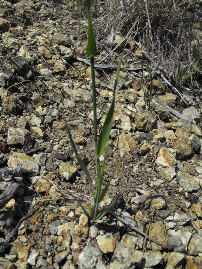 Briza maxima , Natura Mediterraneo | Forum Naturalistico