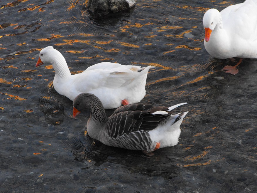 Classificazione oche , Natura Mediterraneo | Forum Naturalistico