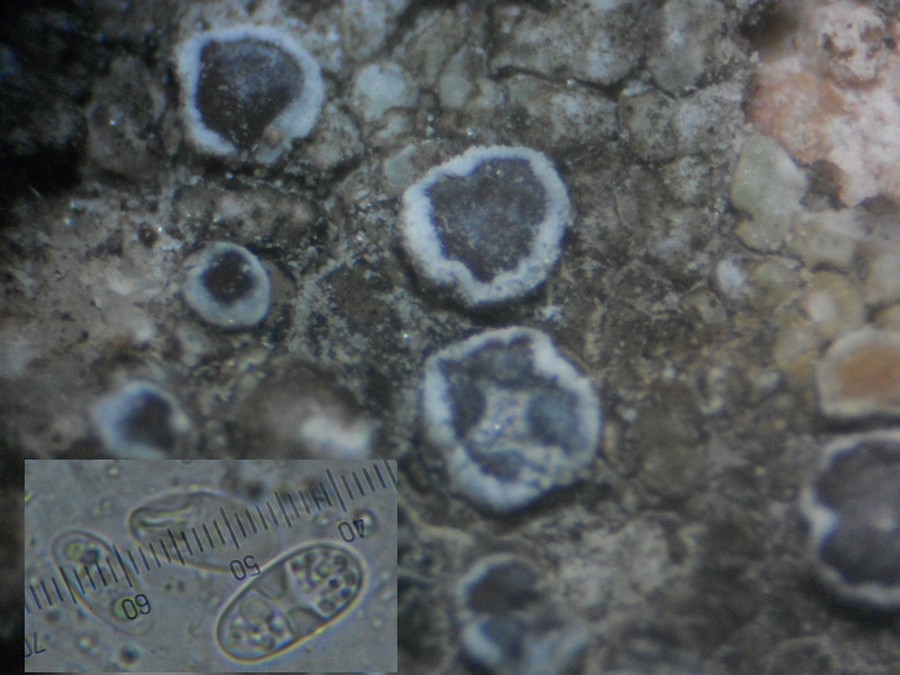 Caloplaca sp , Natura Mediterraneo | Forum Naturalistico