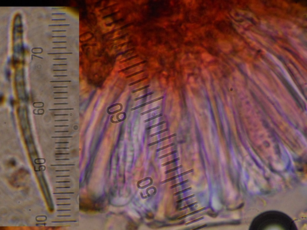Bacidia , Natura Mediterraneo | Forum Naturalistico