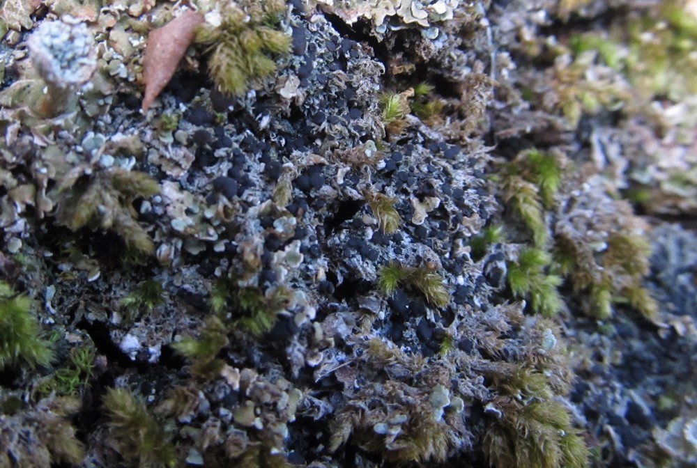 Bacidia , Natura Mediterraneo | Forum Naturalistico