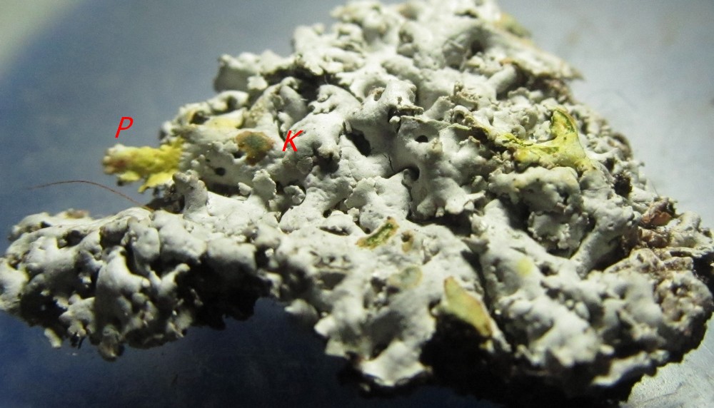 Physcia , Natura Mediterraneo | Forum Naturalistico