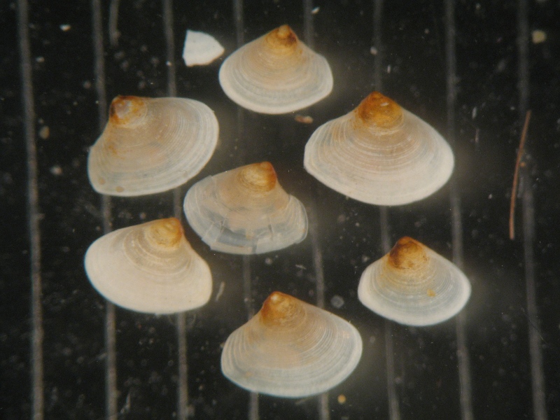 Tellina sp juv.... , Natura Mediterraneo | Forum Naturalistico