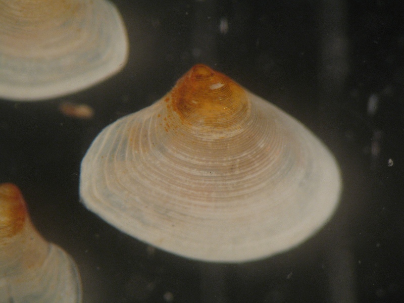 Tellina sp juv.... , Natura Mediterraneo | Forum Naturalistico