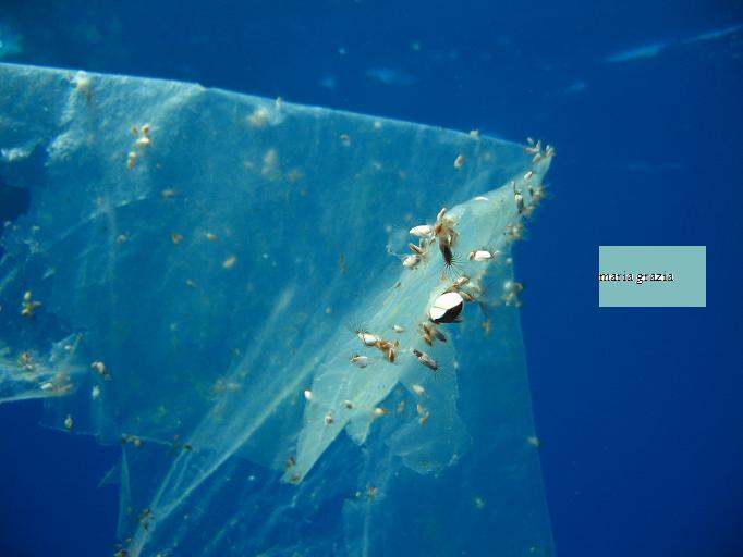 Ricicliamo la plastica. Colonia di Lepas sp. , Natura Mediterraneo ...