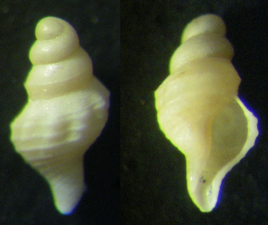 fusinus ....? , Natura Mediterraneo | Forum Naturalistico