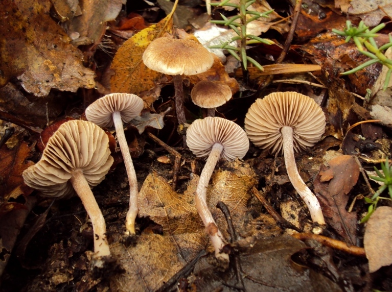 Inocybe sp. , Natura Mediterraneo | Forum Naturalistico