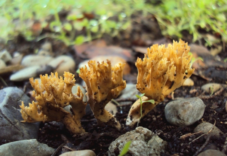 Ramaria da determinare , Natura Mediterraneo | Forum Naturalistico