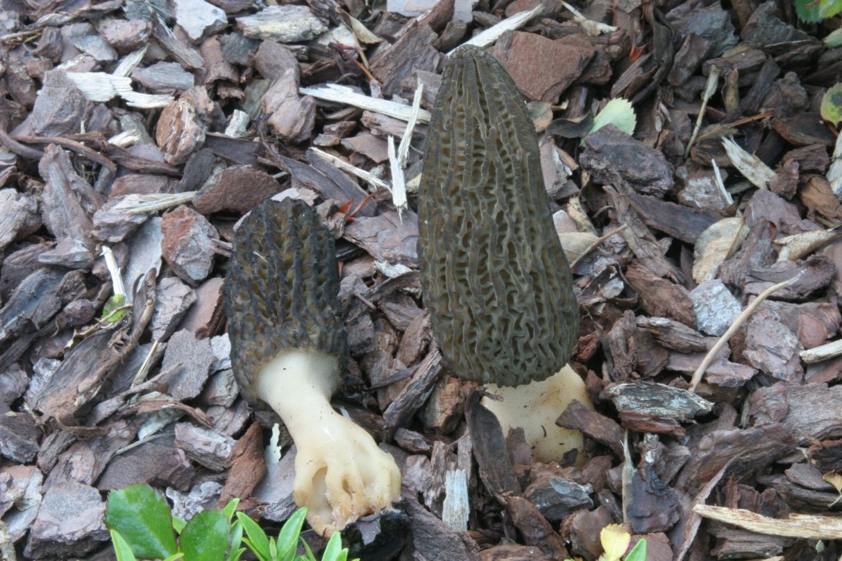 morchella , Natura Mediterraneo | Forum Naturalistico