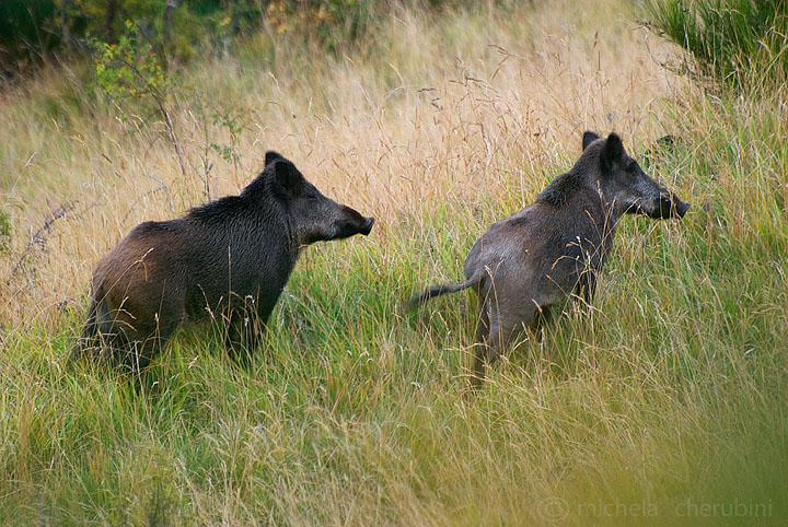 IL CINGHIALE , Natura Mediterraneo | Forum Naturalistico