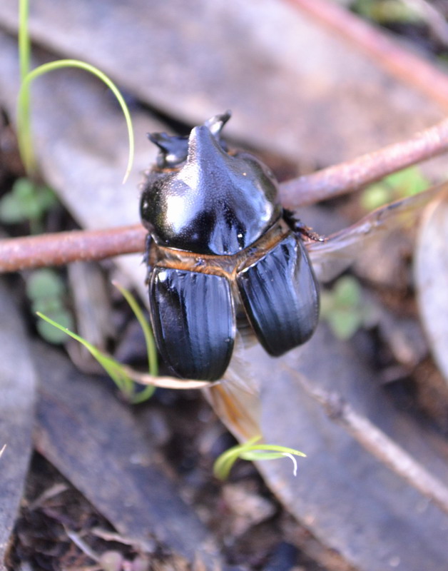 Bubas bison maschio , Natura Mediterraneo | Forum Naturalistico
