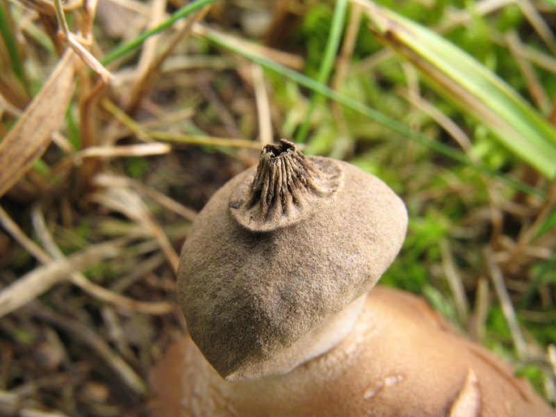 funghi di prato 3 , Natura Mediterraneo | Forum Naturalistico