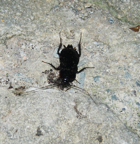 Blatta orientalis Linnaeus 1758 , Natura Mediterraneo | Forum Naturalistico