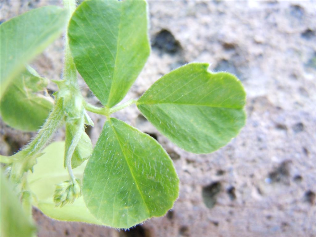 Da identificare - Medicago sp. , Natura Mediterraneo | Forum Naturalistico